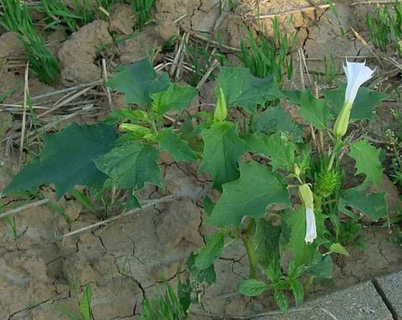 El estramonio, una planta empleada por las brujas – EL TEMPLO DE LA LUZ ...